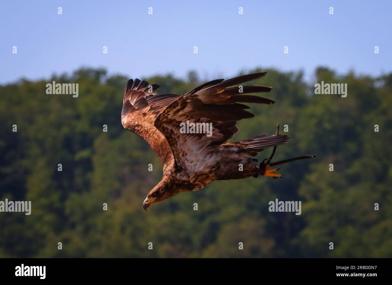 Eagle in flight Stock Photo - Alamy