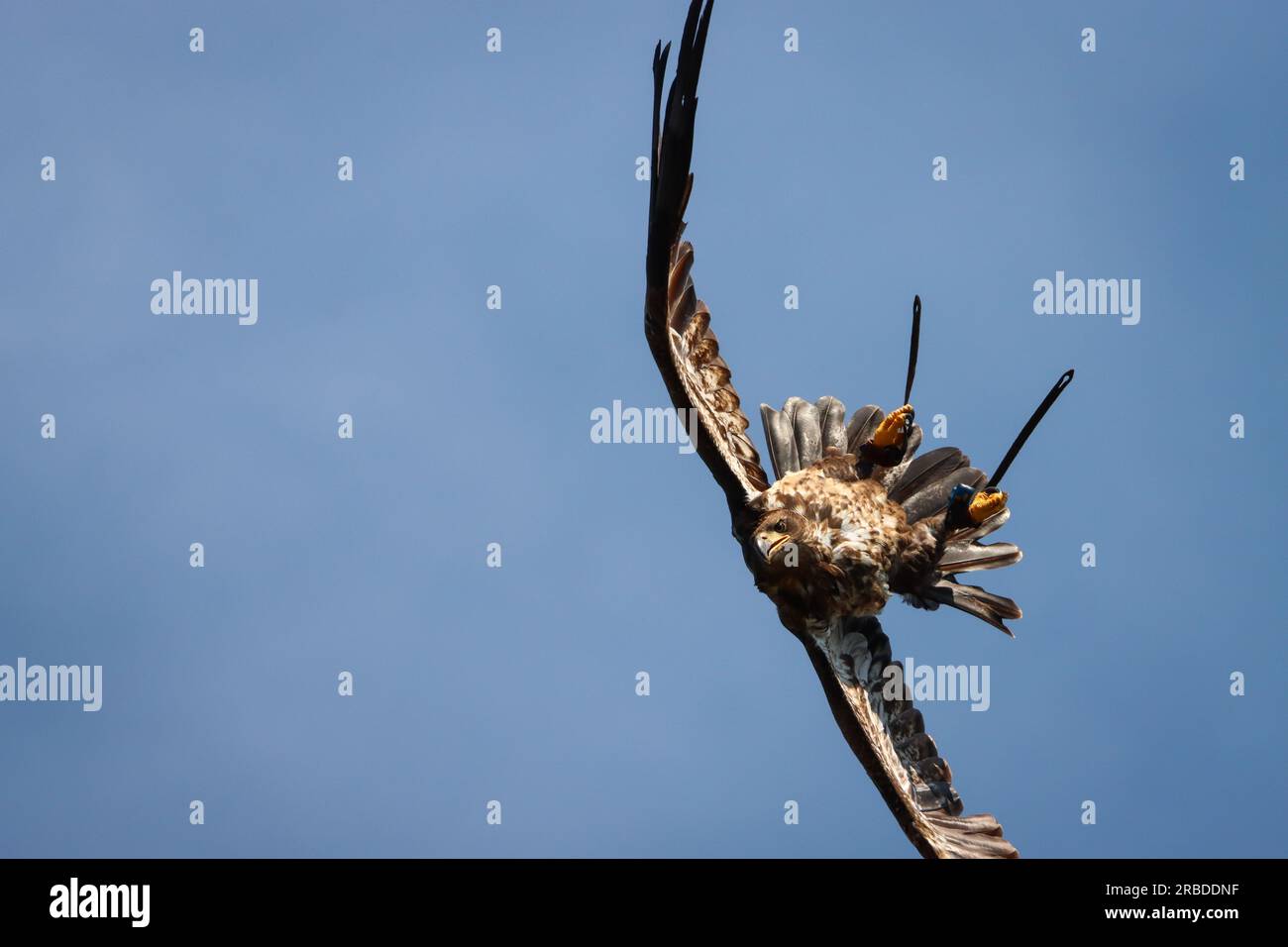 Eagle in flight Stock Photo - Alamy
