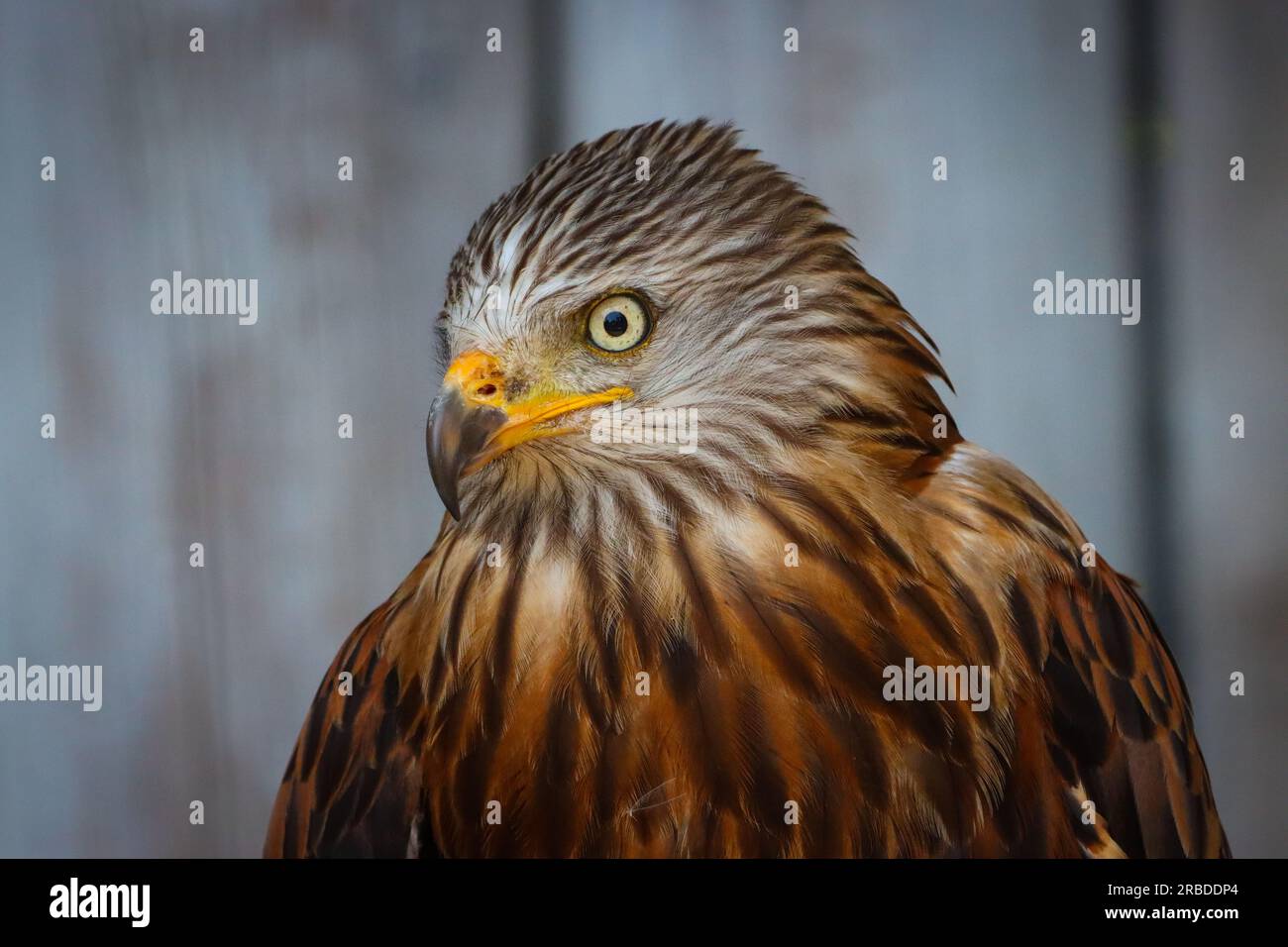 portrait of a red kite Stock Photo - Alamy