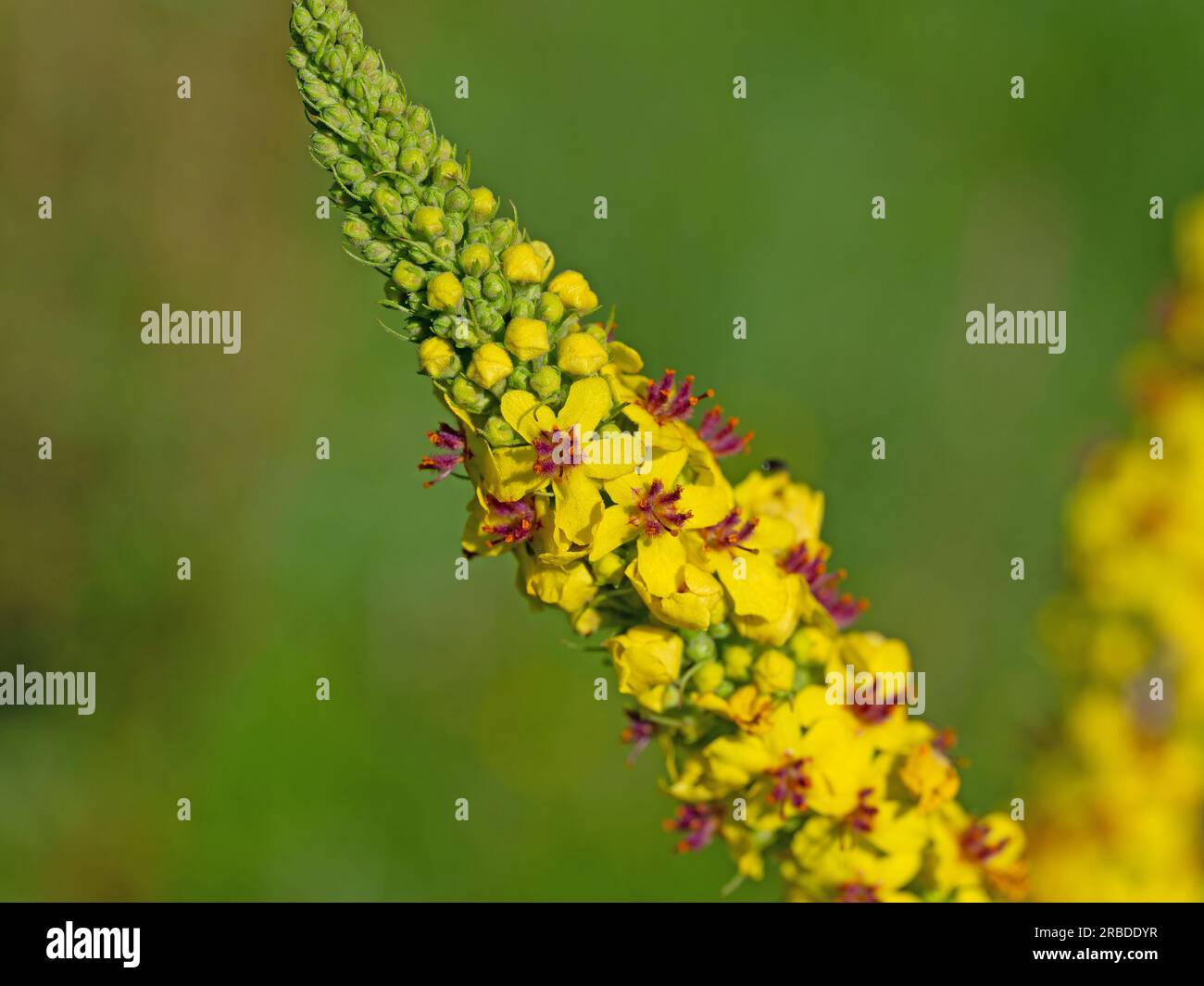 Blooming mullein in close hi-res stock photography and images - Alamy