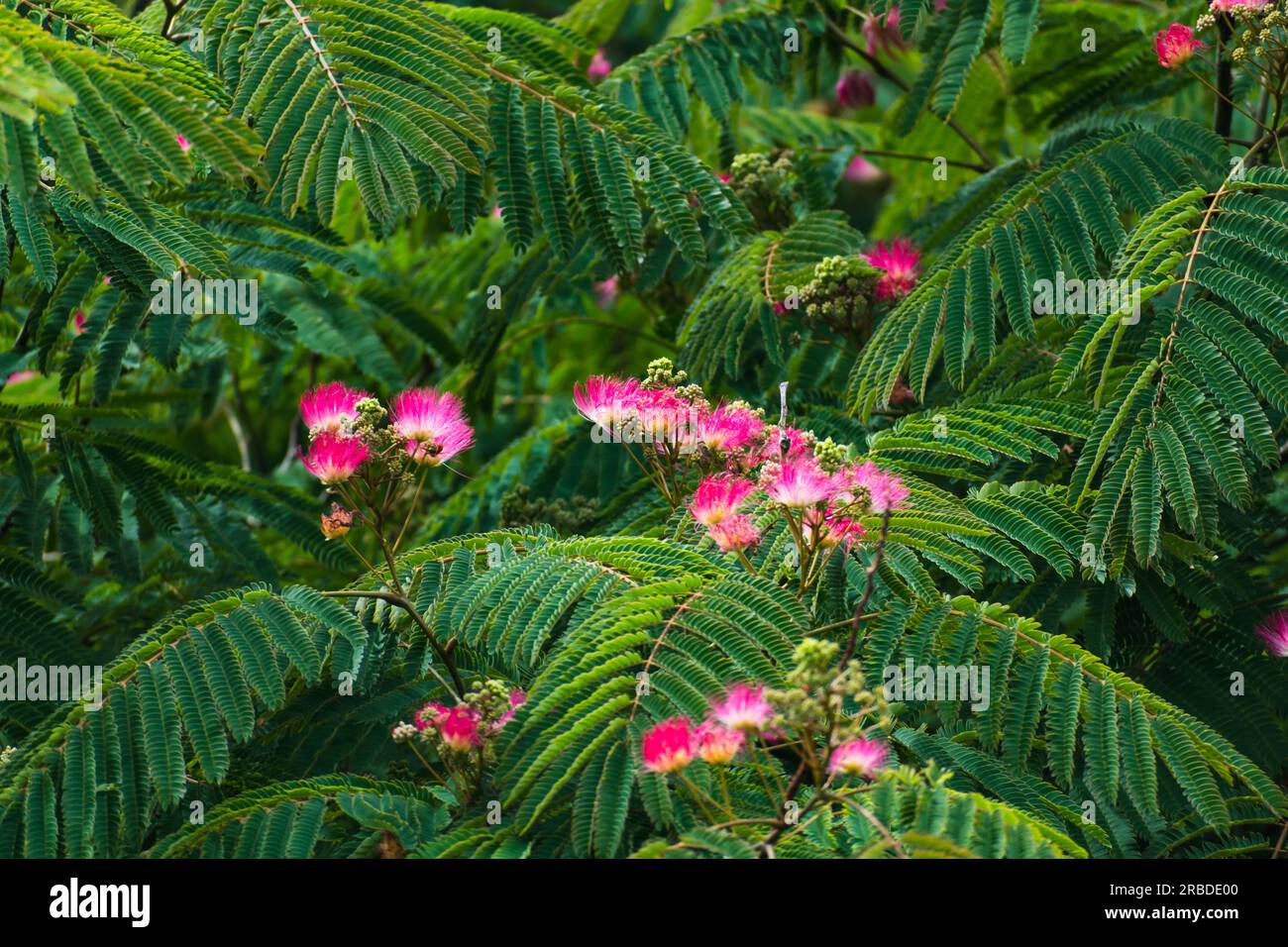Pink flowers on albizia julibrissin tree, the persian silk tree, pink ...