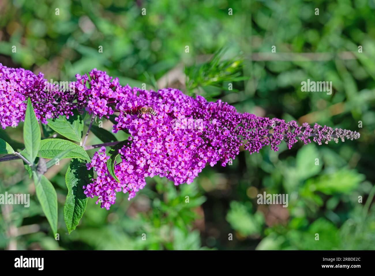 Blooming summer lilac ,Buddleja, closeup Stock Photo - Alamy