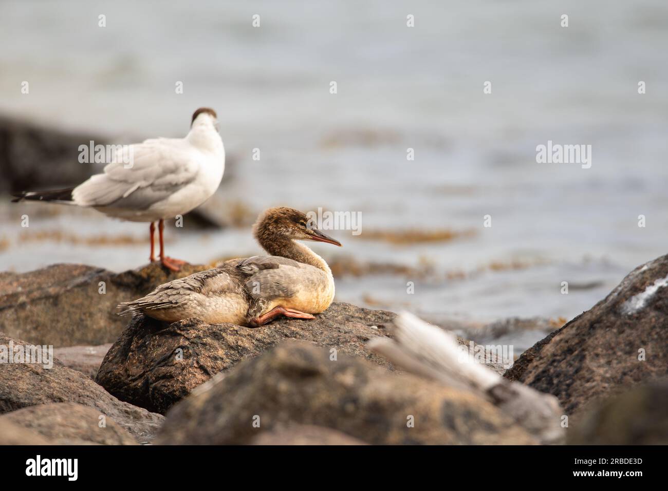 A common merganser juvenile bird resting on a rock; a black headed gull ...