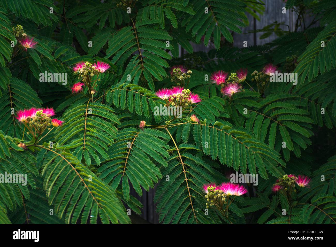 Pink flowers on albizia julibrissin tree, the persian silk tree, pink ...