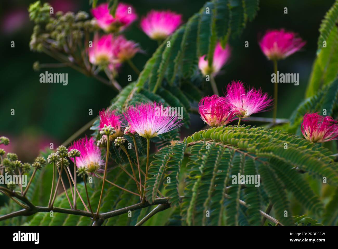 Pink flowers on albizia julibrissin tree, the persian silk tree, pink ...
