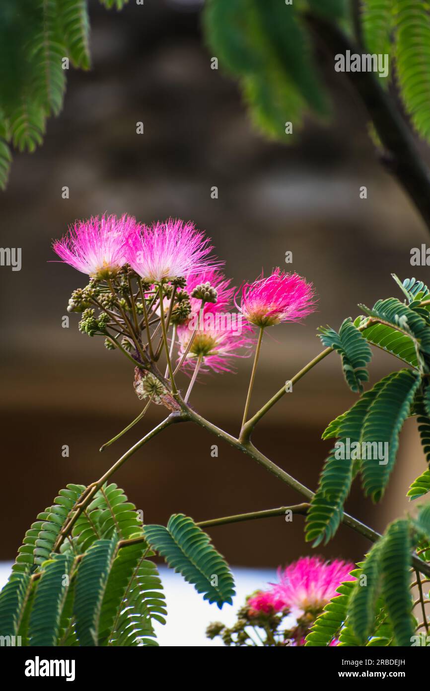 Pink flowers on albizia julibrissin tree, the persian silk tree, pink ...