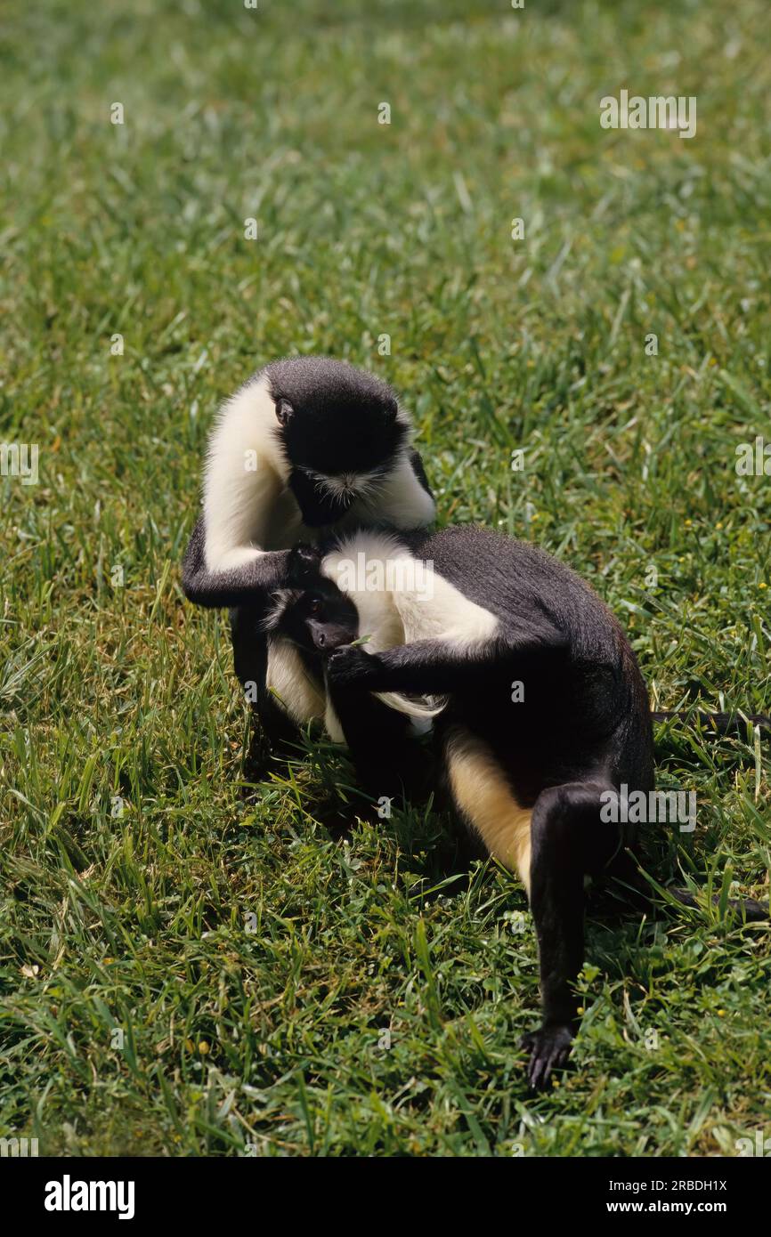 The Roloway monkey (Cercopithecus roloway) is an endangered species of ...