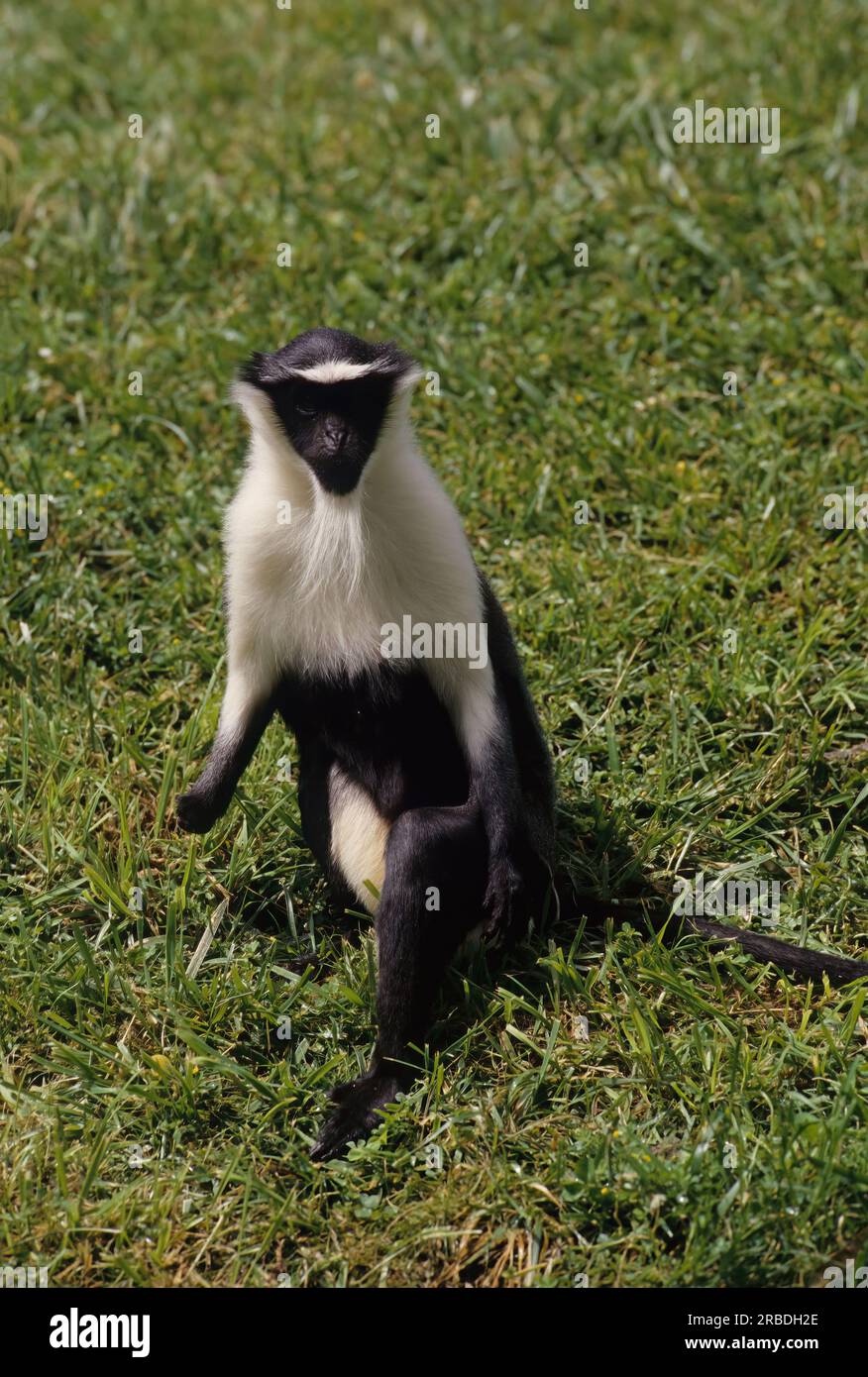 The Roloway monkey (Cercopithecus roloway) is an endangered species of ...
