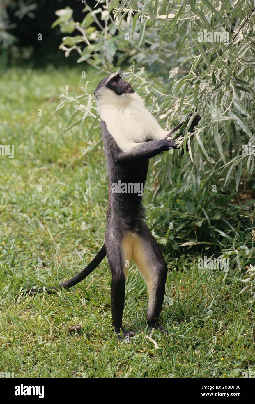 The Roloway monkey (Cercopithecus roloway) is an endangered species of ...
