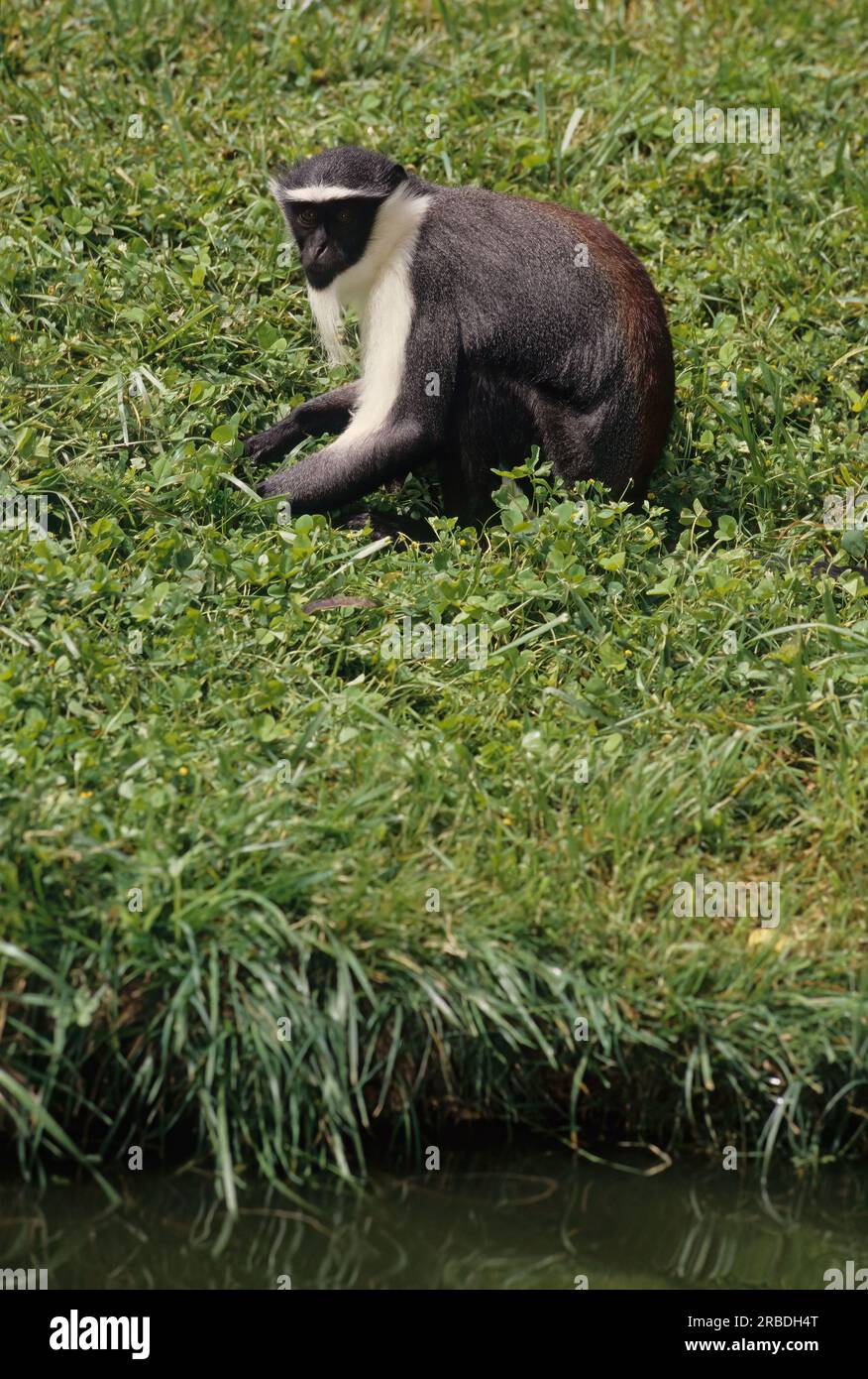 The Roloway monkey (Cercopithecus roloway) is an endangered species of ...