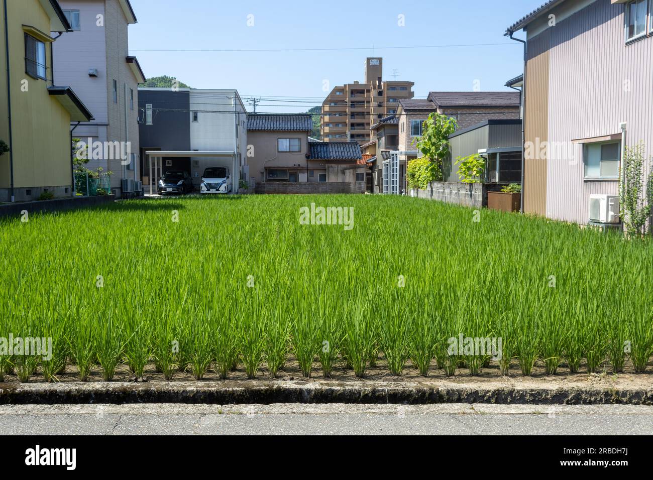 Summer view of urban rice paddy field. Kanazawa, Japan Stock Photo - Alamy