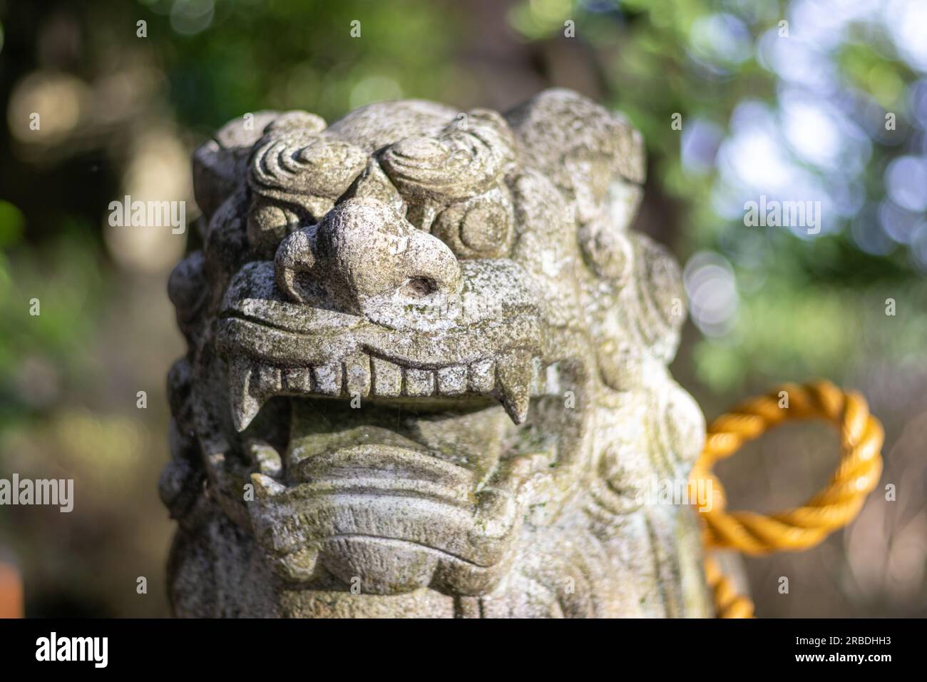 Komainu, or lion-dog, statue with shimenawa rope at imohoritougorou ...