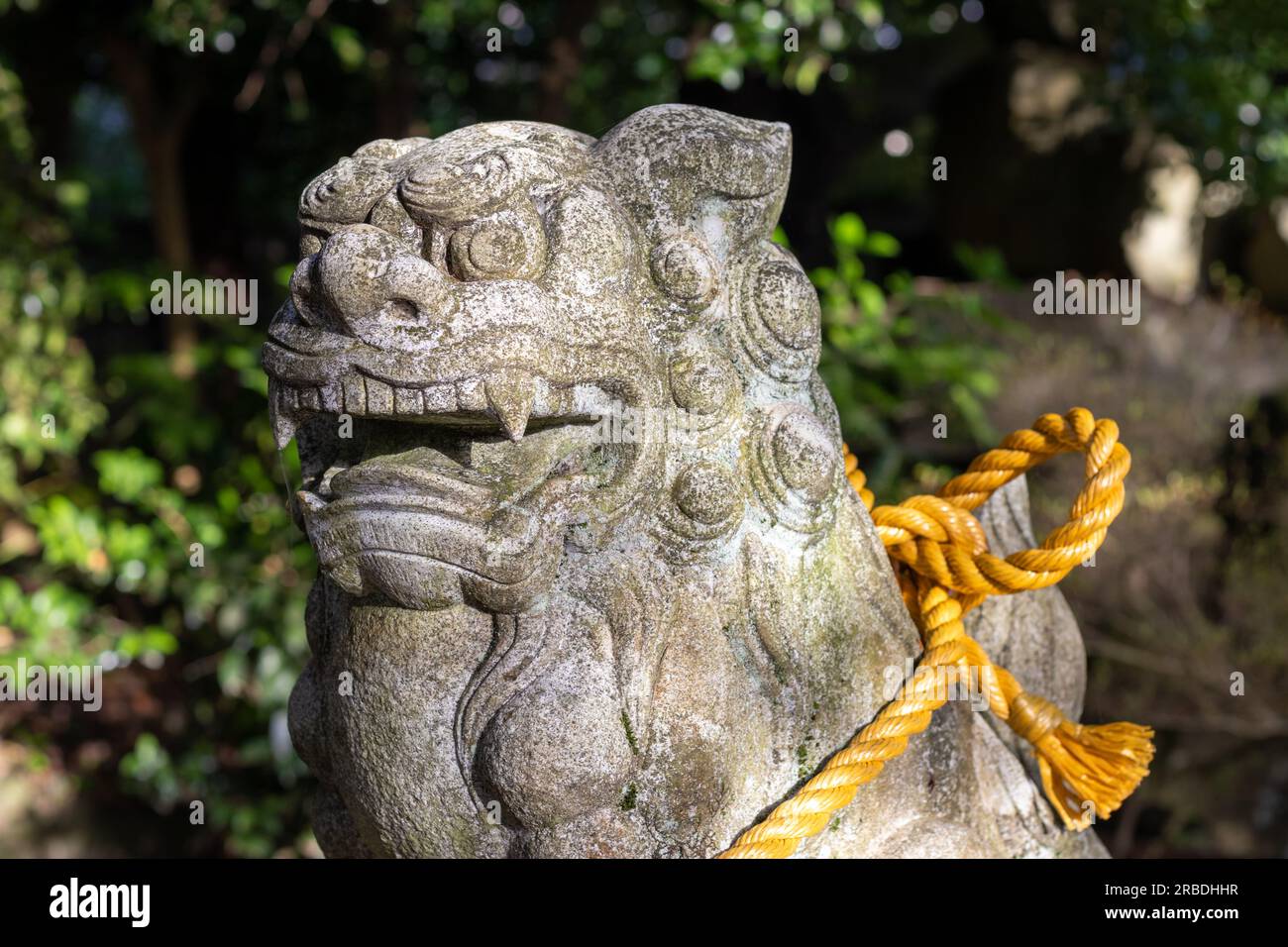 Komainu, or lion-dog, statue with shimenawa rope at imohoritougorou ...