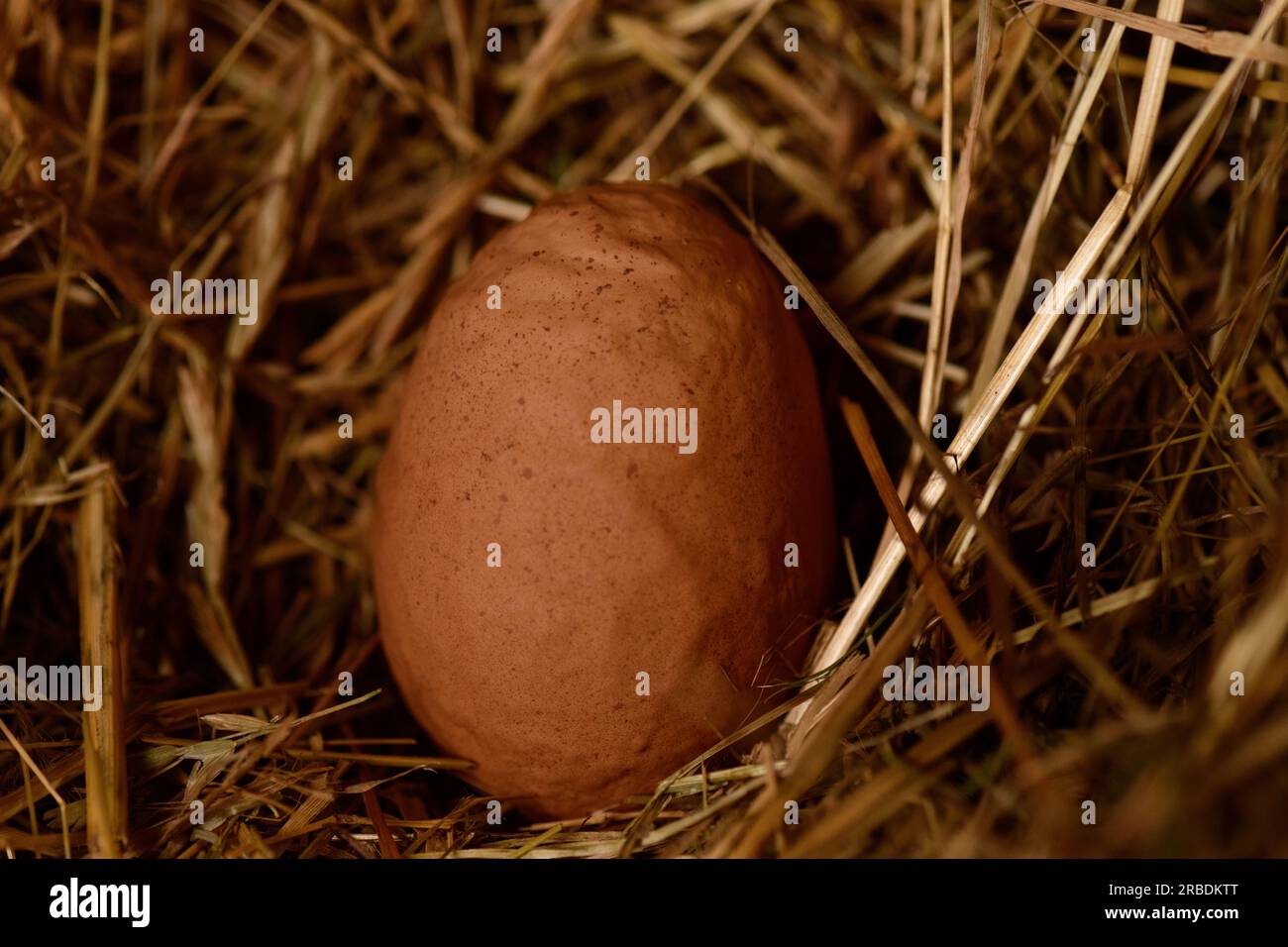 Abnormal or Distorted Chicken Egg possibly due to Calcium metabolism ...