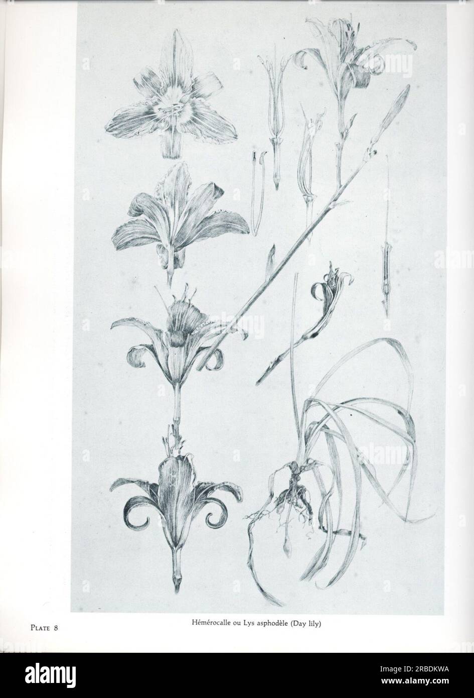 Mucha alphonse lily hi-res stock photography and images - Alamy