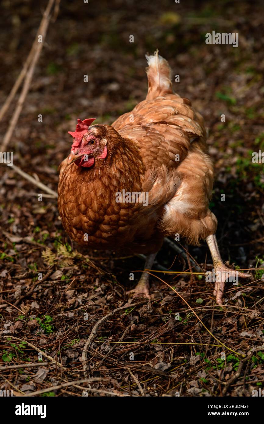 Happy Free Range Chicken Scratching the ground for Grubs and seeds ...