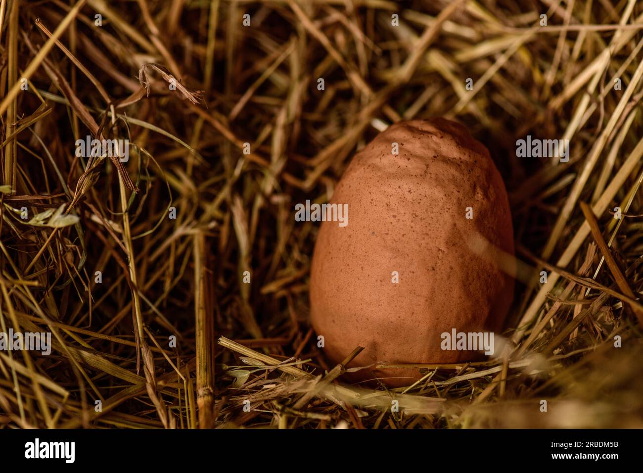 Abnormal or Distorted Chicken Egg possibly due to Calcium metabolism ...