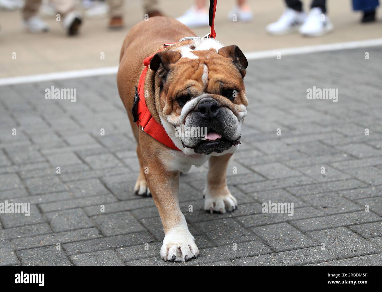 Lewis Hamilton's dog Roscoe arriving ahead of the British Grand Prix ...