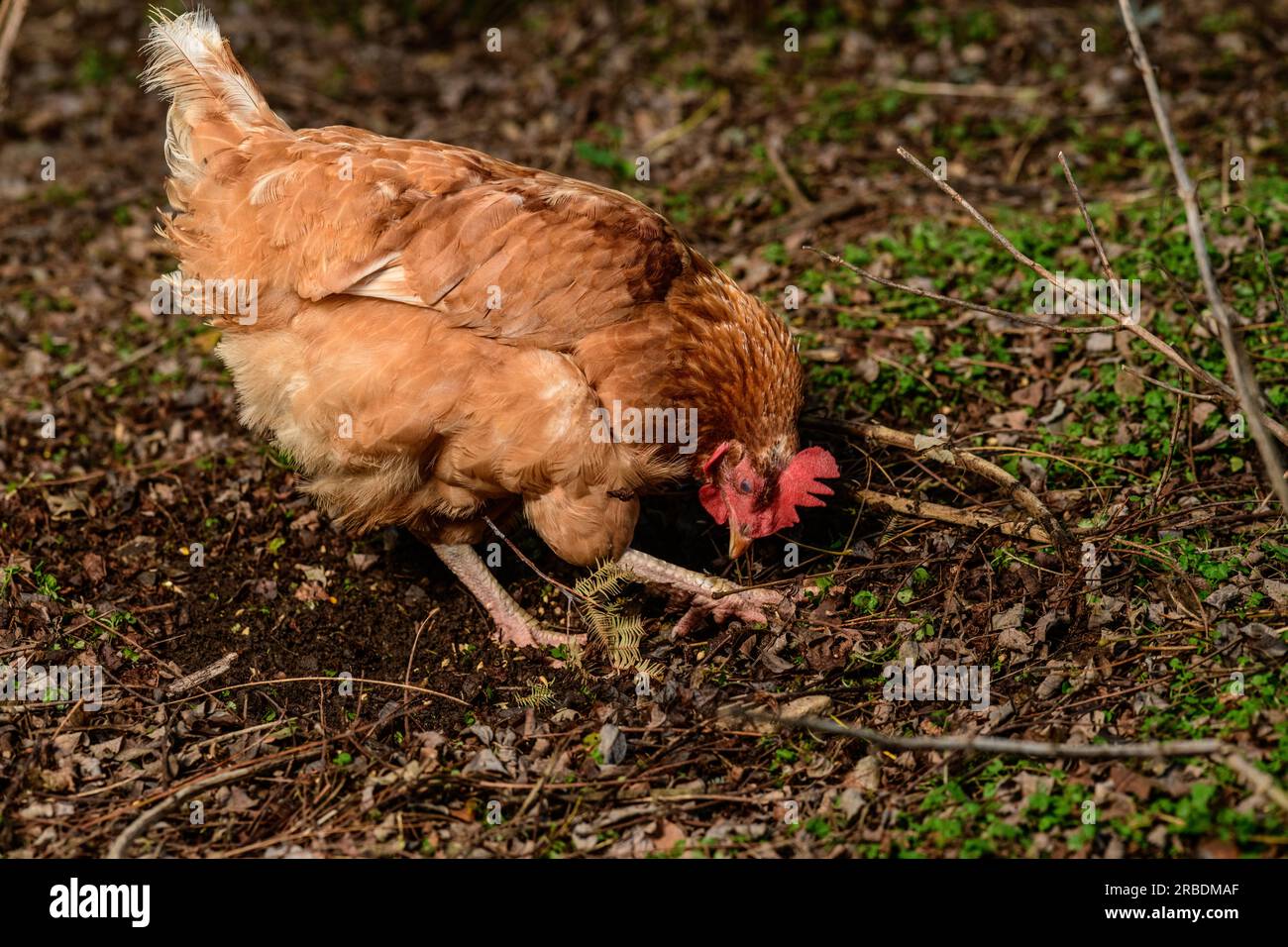 Happy Free Range Chicken Scratching the ground for Grubs and seeds ...