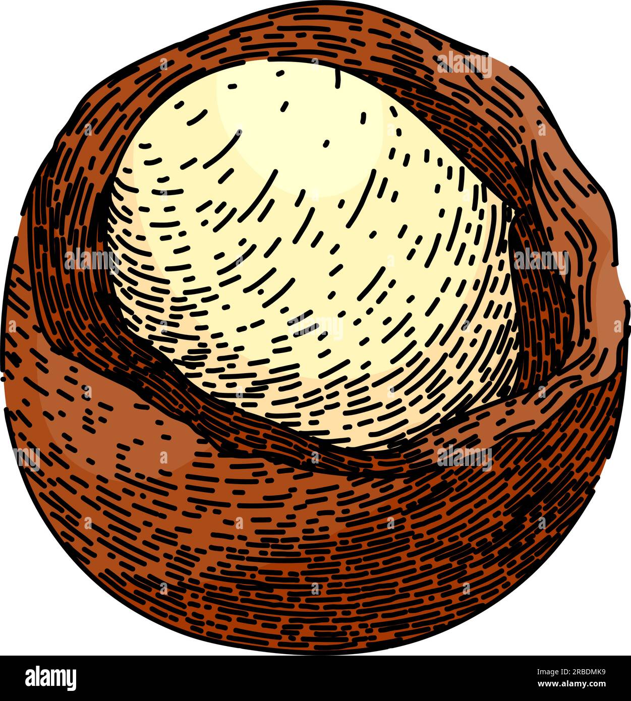 macadamia nut raw hand drawn. oil leaf, top view, seed food, layer core ...