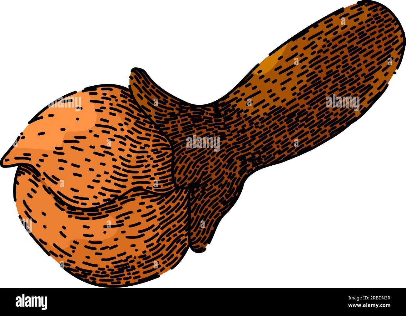 seasoning clove spice sketch hand drawn vector Stock Vector Image & Art ...