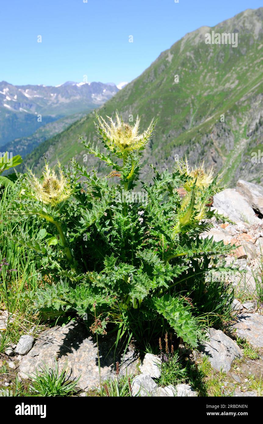 French alp hi-res stock photography and images - Alamy