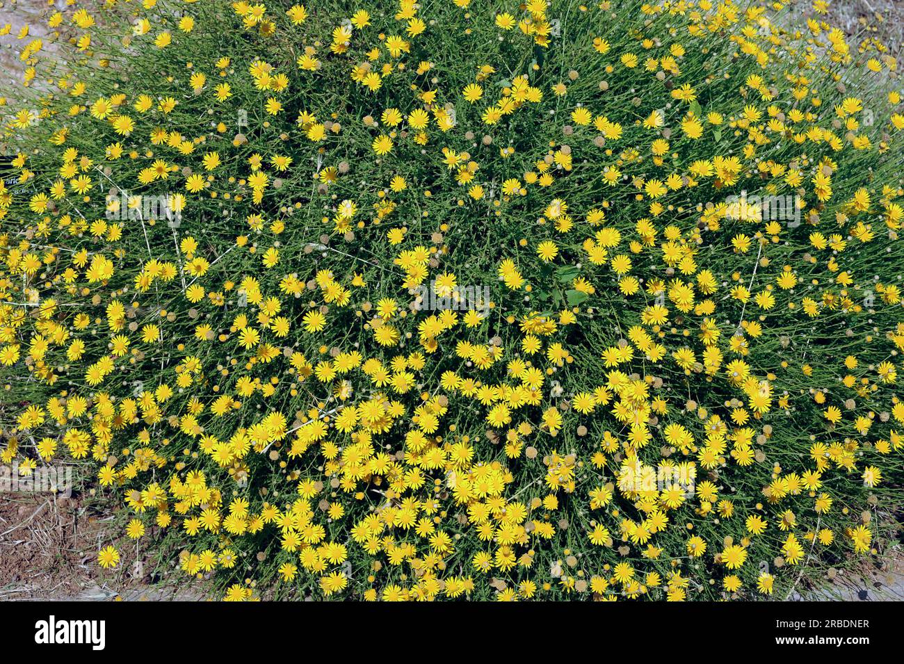 Cladanthus scariosus or Ormenis scariosa is a plant native to ...