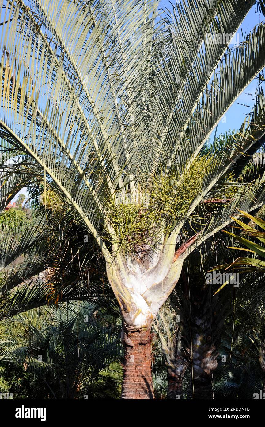 Triangle palm (Dypsis decaryi) is native to Madagascar. Angiosperms ...