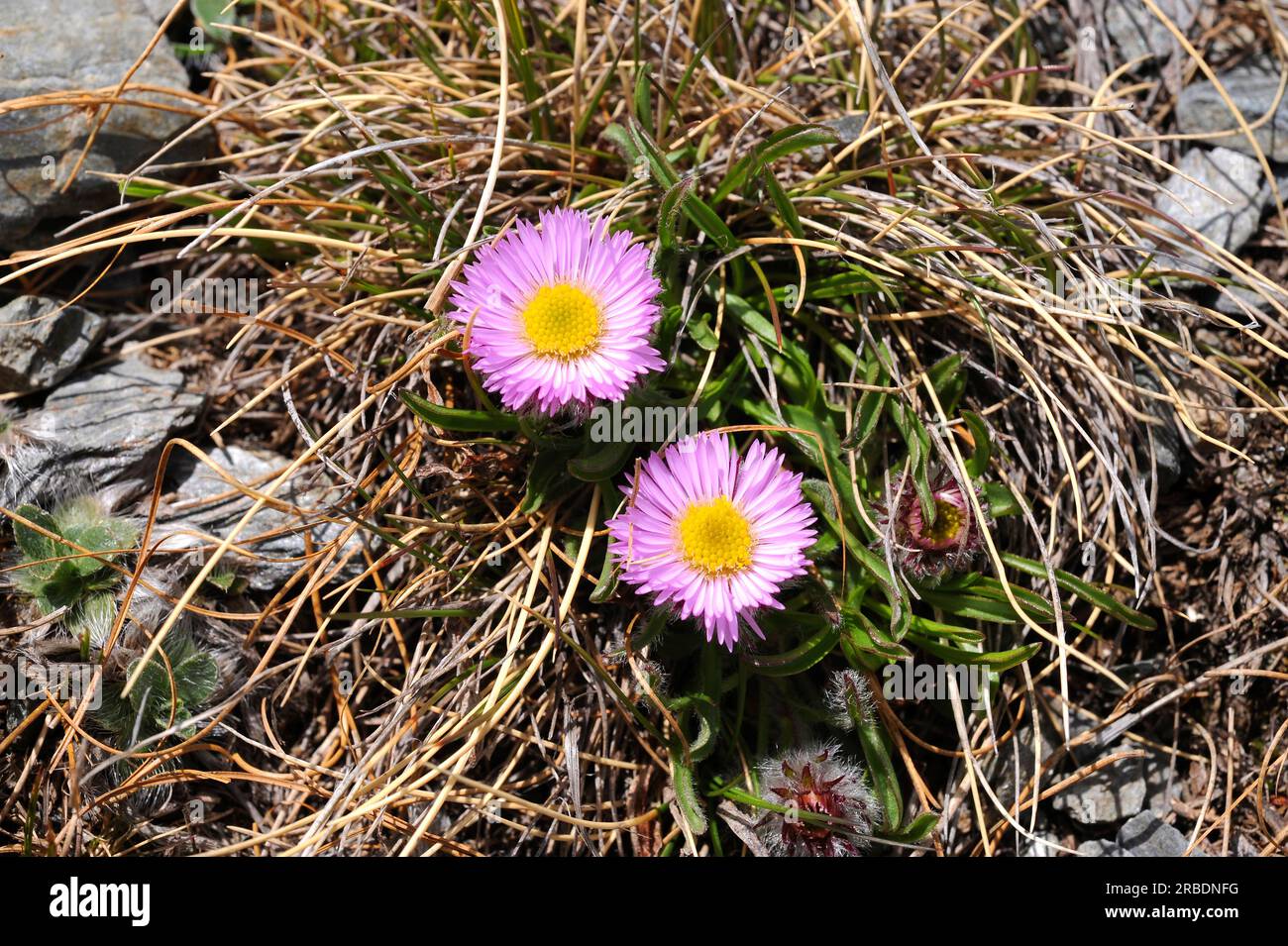 Erigeron aragonensis hi-res stock photography and images - Alamy