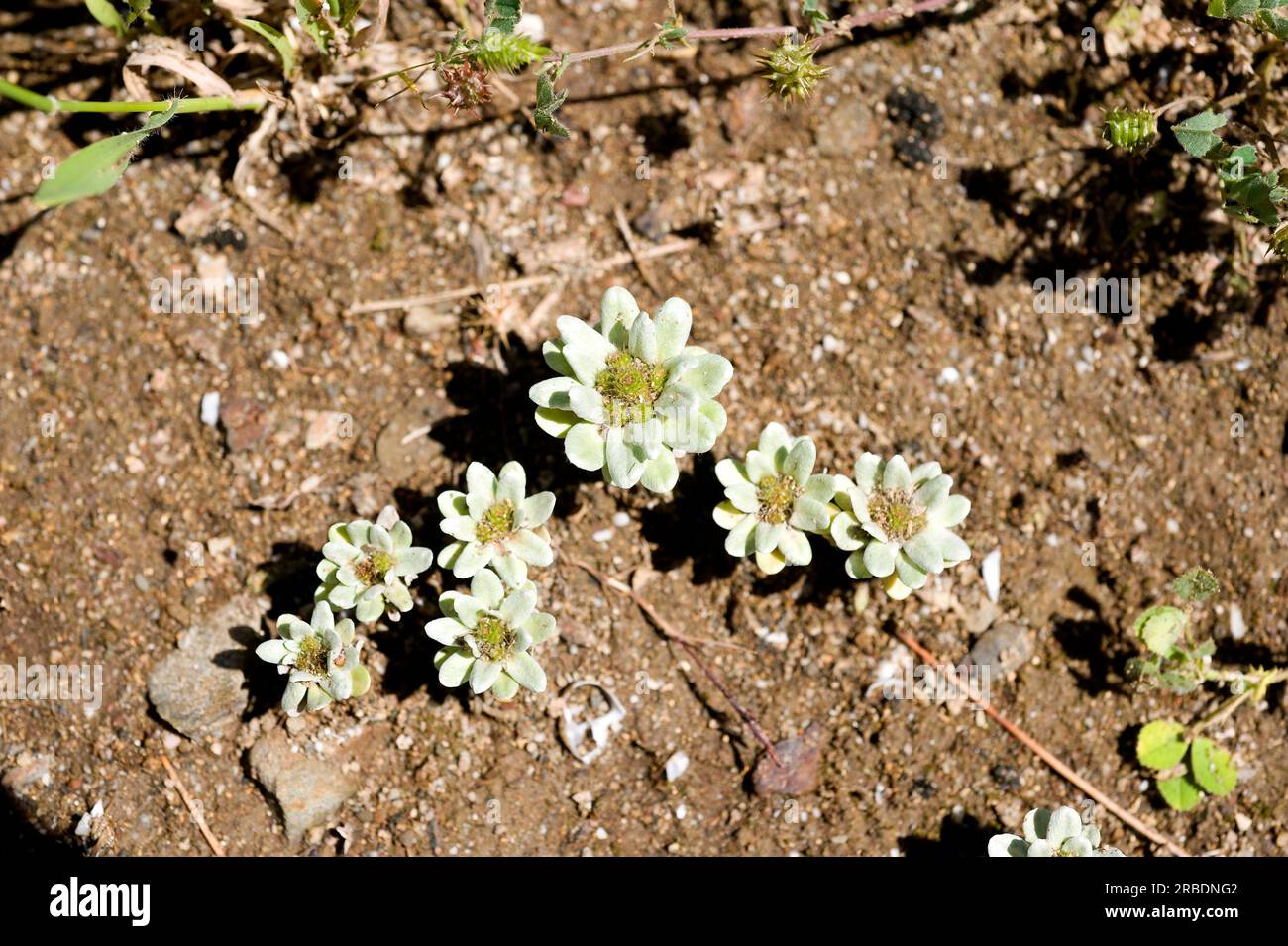 Pygmy cudweed hi-res stock photography and images - Alamy