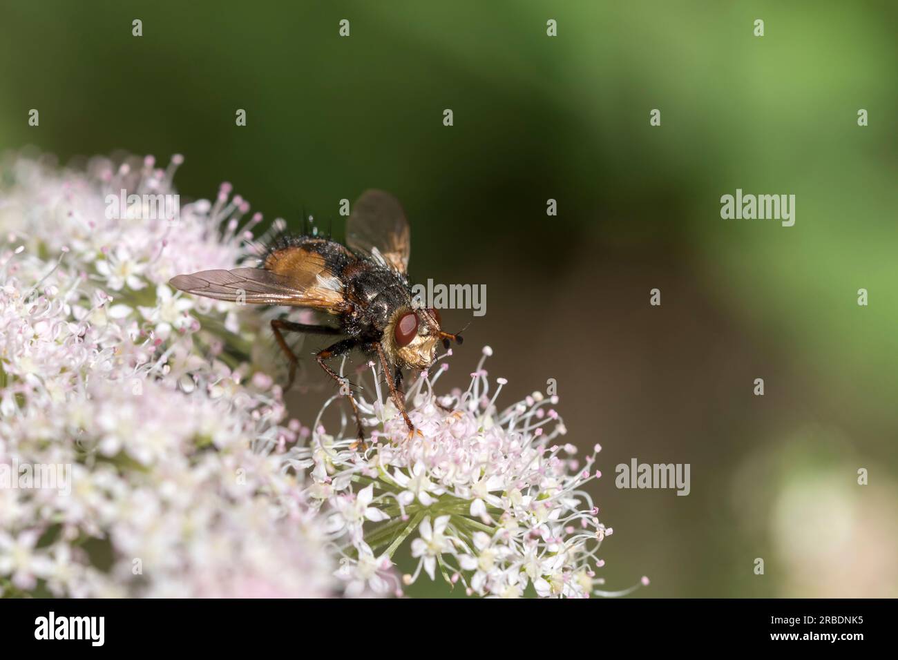 Parasitic fly Tachina fera Stock Photo - Alamy