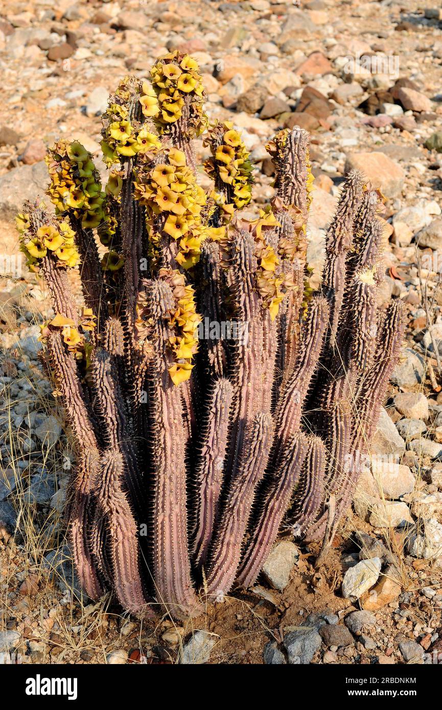 Hoodia gordonii hi-res stock photography and images - Alamy