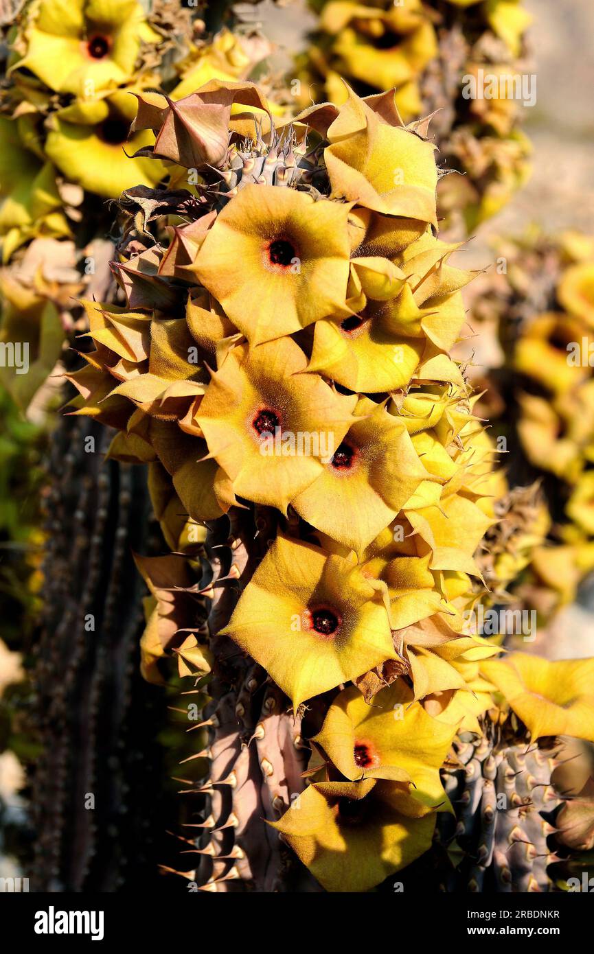 Hoodia gordonii hi-res stock photography and images - Alamy