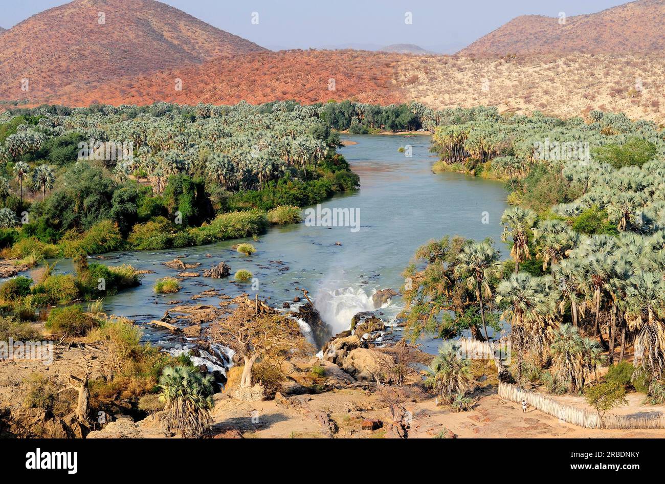 Real fan palm or Makalani palm (Hyphaene petersiana) is a dioicous palm ...