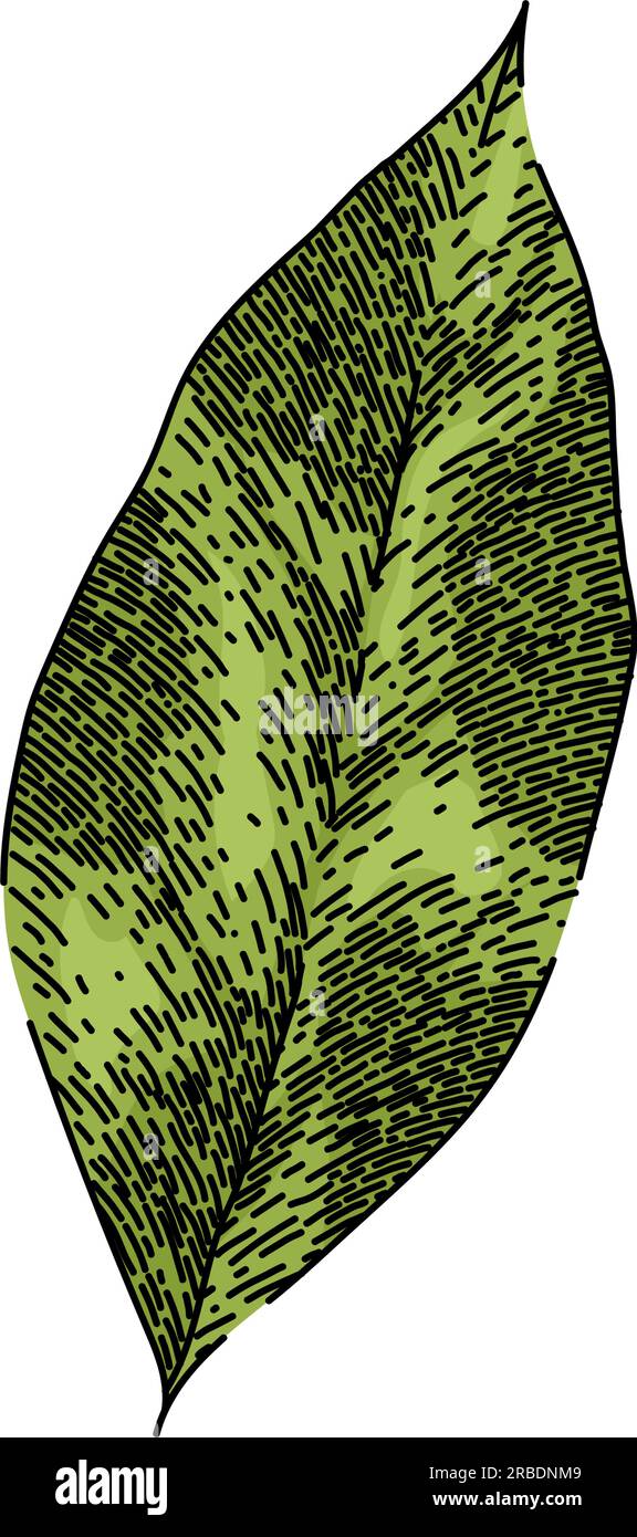 bay leaf herb spice hand drawn. laurel leaves, dry green, top fresh ... bay leaf herb spice hand drawn. laurel leaves, dry green, top fresh ...
