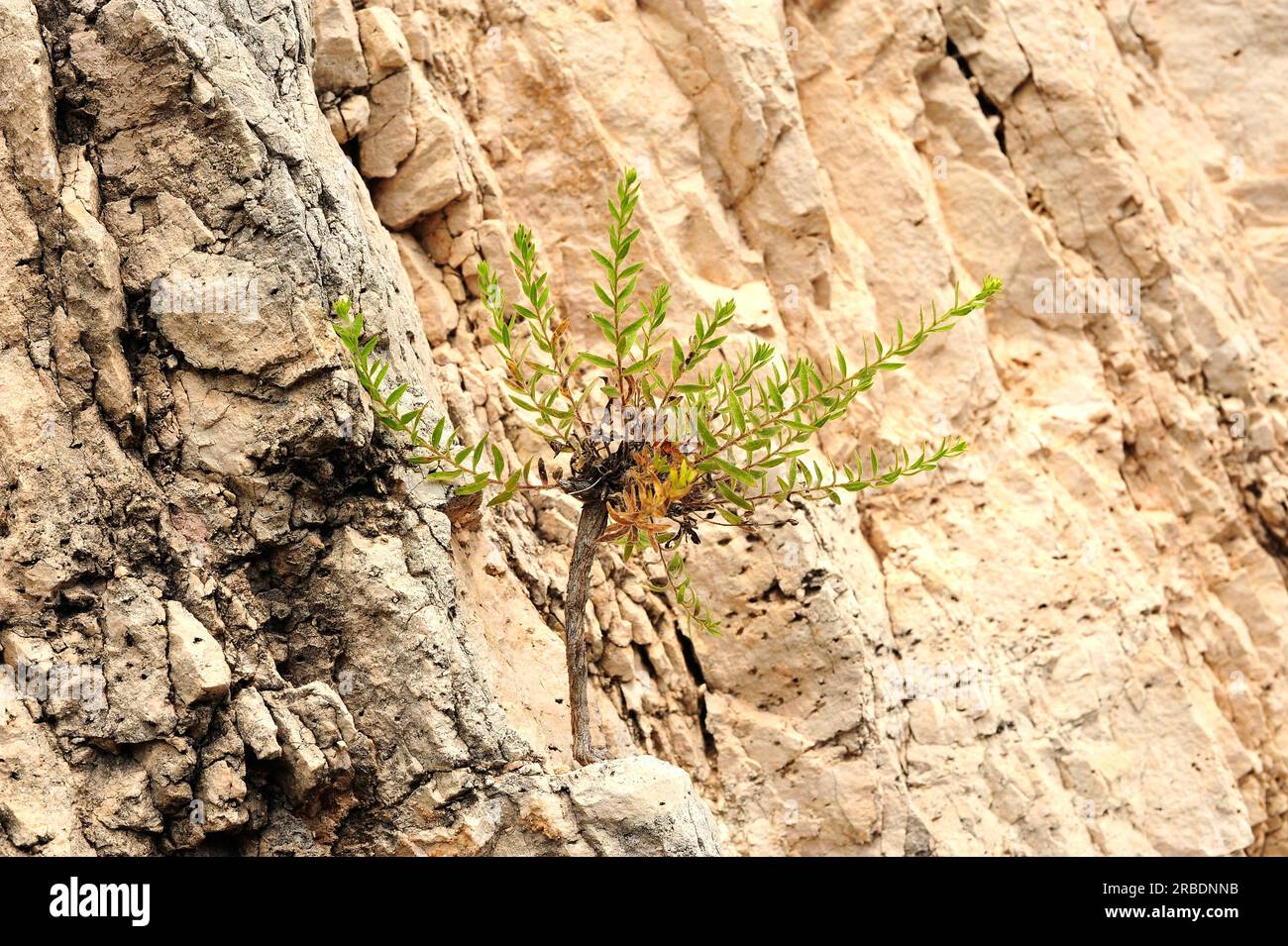 Jasonia glutinosa hi-res stock photography and images - Alamy