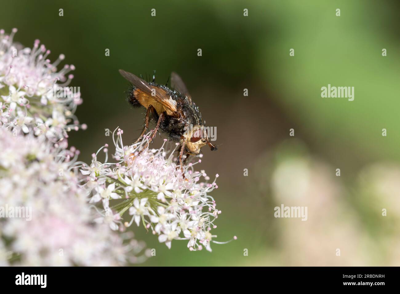 Parasitic fly Tachina fera Stock Photo - Alamy