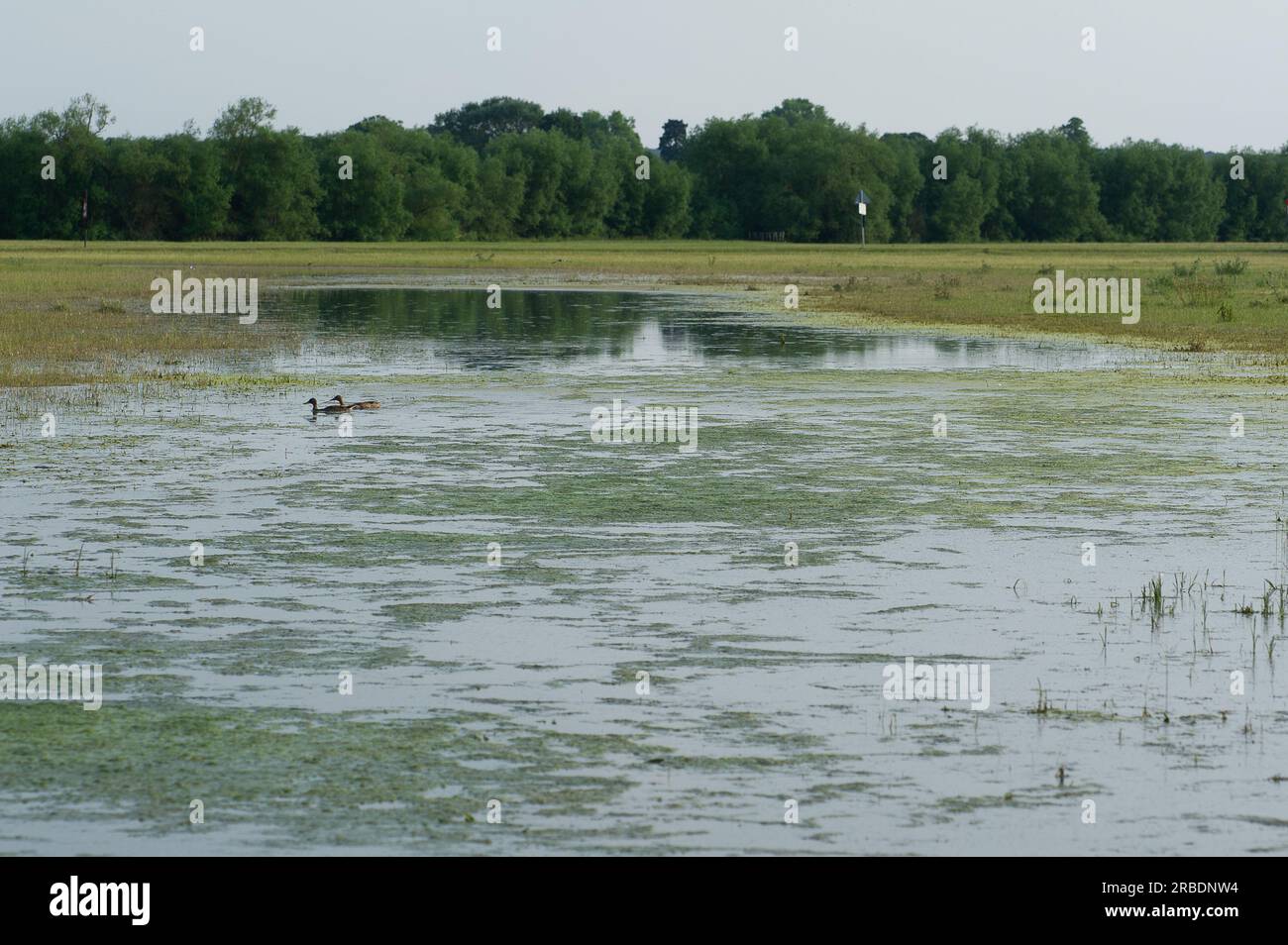 Dorney, Buckinghamshire, UK. 16th June, 2023. Flooding on Dorney Common ...