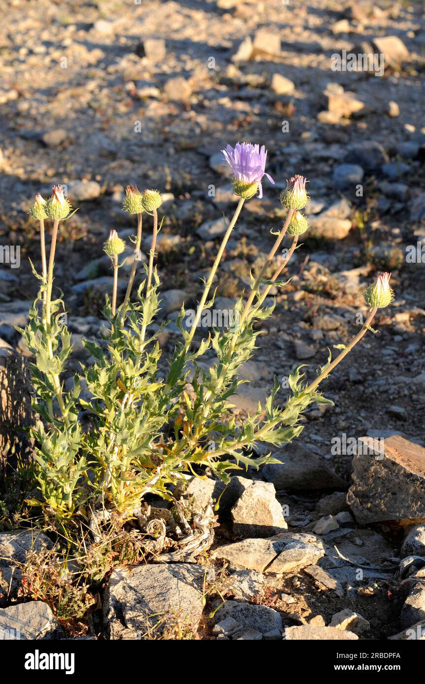 Orcutt's star (Machaeranthera orcuttii or Xylorhiza orcuttii) is a ...
