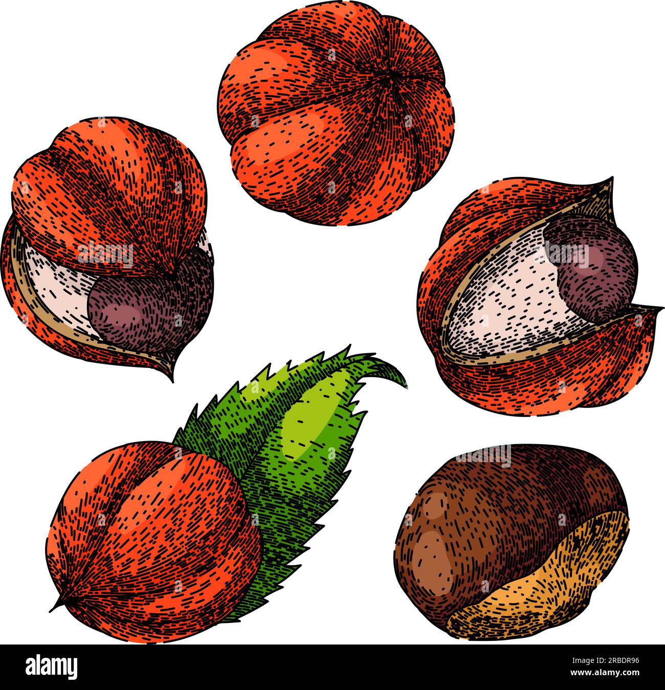 guarana fruit set sketch hand drawn vector Stock Vector Image & Art - Alamy