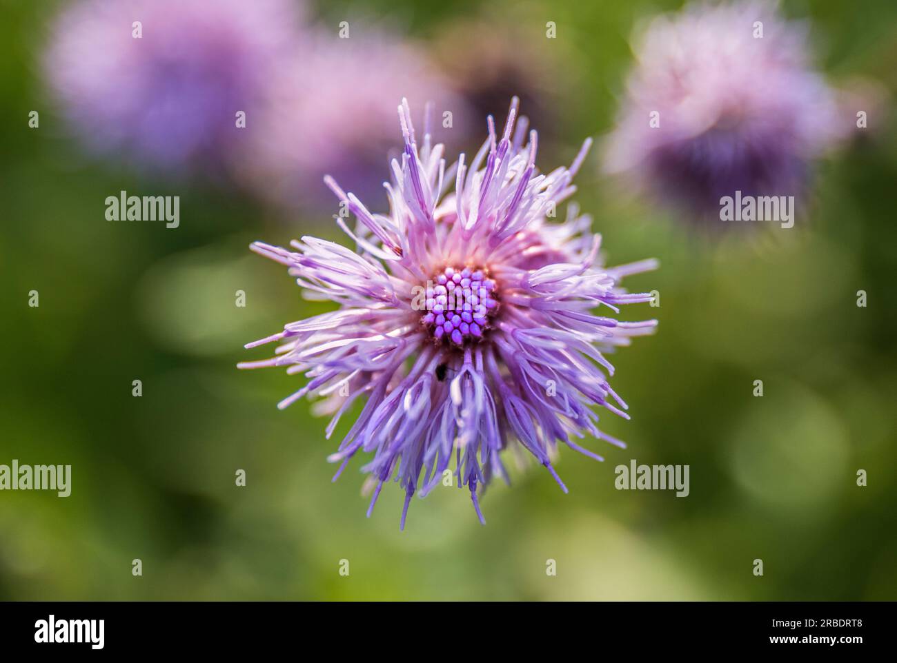 Pink Blessed milk thistle flowers, close up. Silybum marianum herbal ...