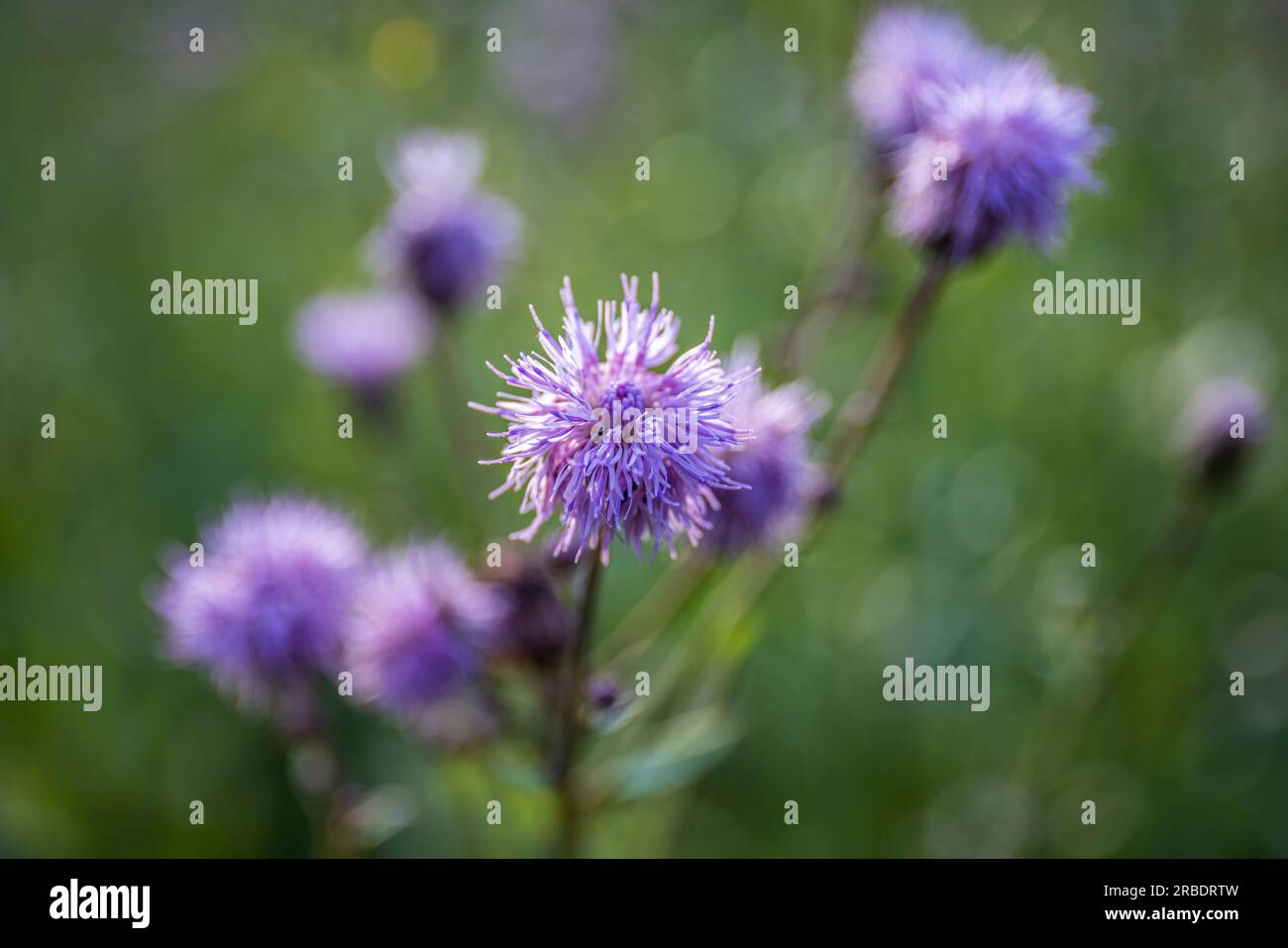 Pink Blessed milk thistle flowers, close up. Silybum marianum herbal ...