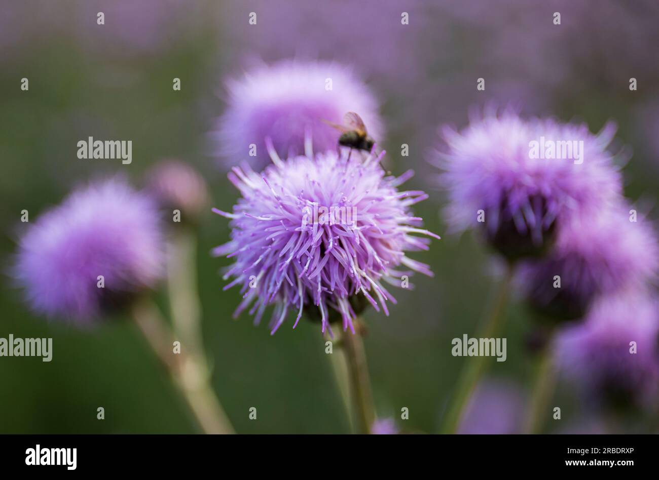 Pink Blessed milk thistle flowers, close up. Silybum marianum herbal ...