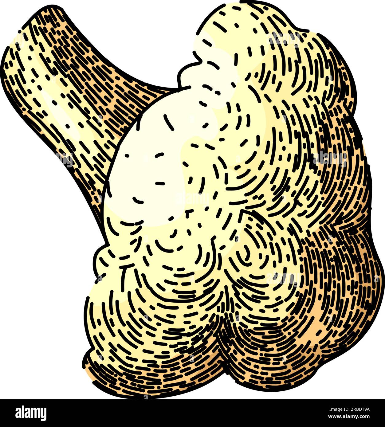 cauliflower white raw hand drawn. food organic, fresh vegan, cabbage ...