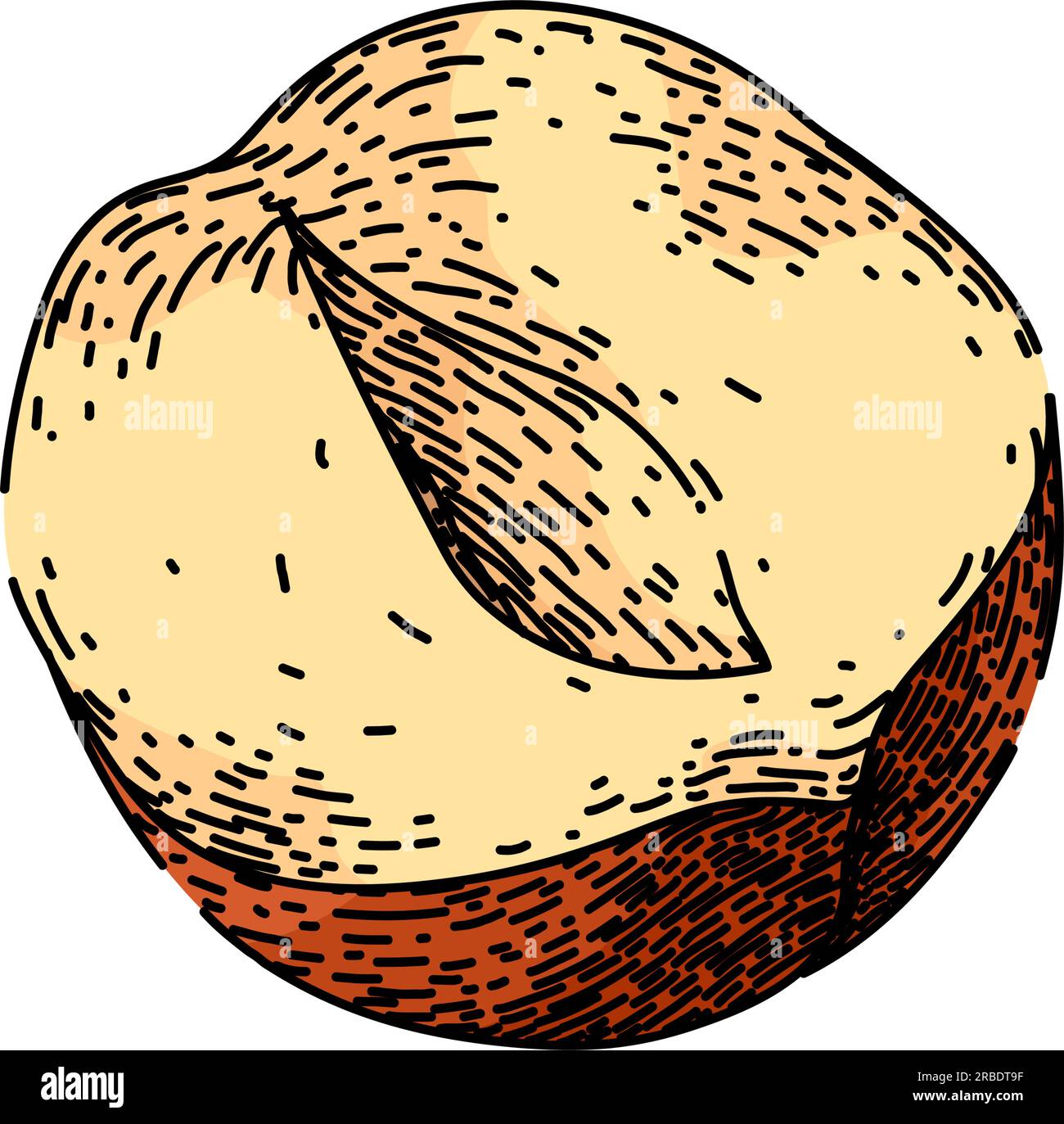 hazelnut nut natural hand drawn. fly fruit, shell hazel, vector filbert ...