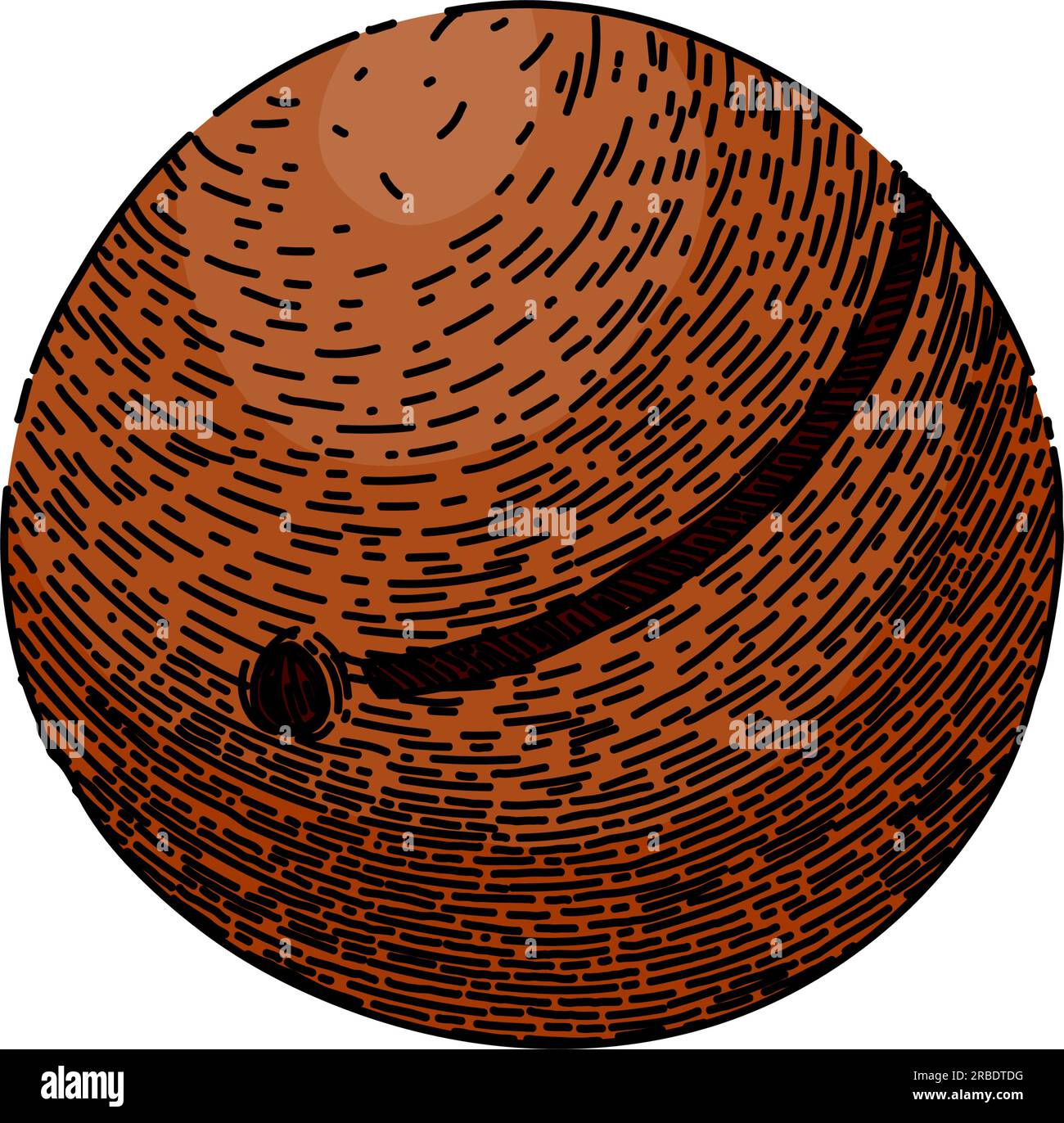 macadamia nut oil hand drawn. leaf raw, top view, seed food, layer core ...