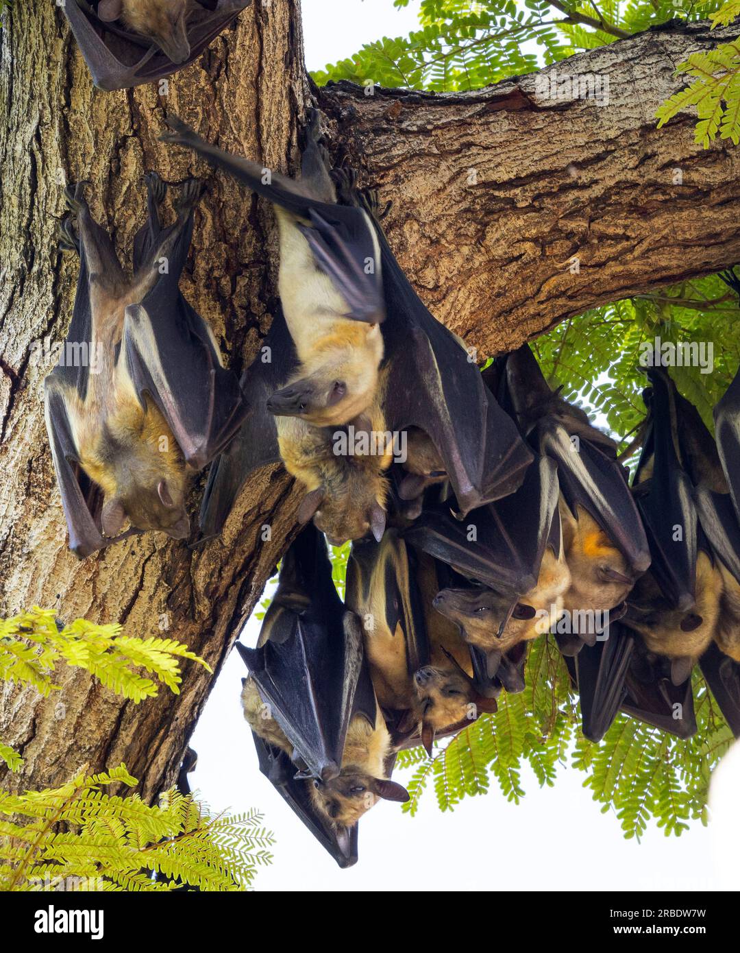Fruit bat migration hi-res stock photography and images - Alamy