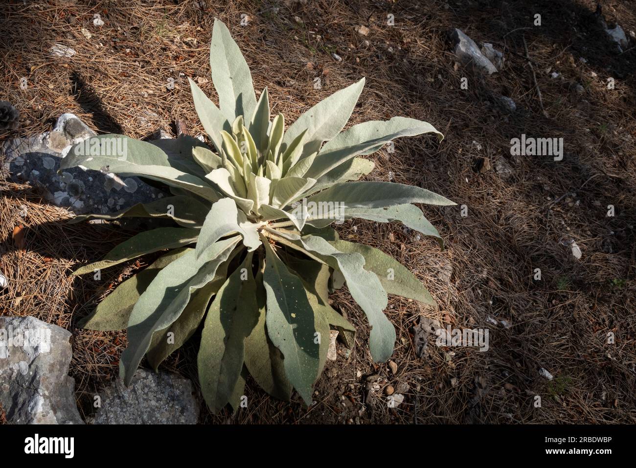 Turkey mullein (Verbascum thapsus) is a tall, leafy plant that is ...