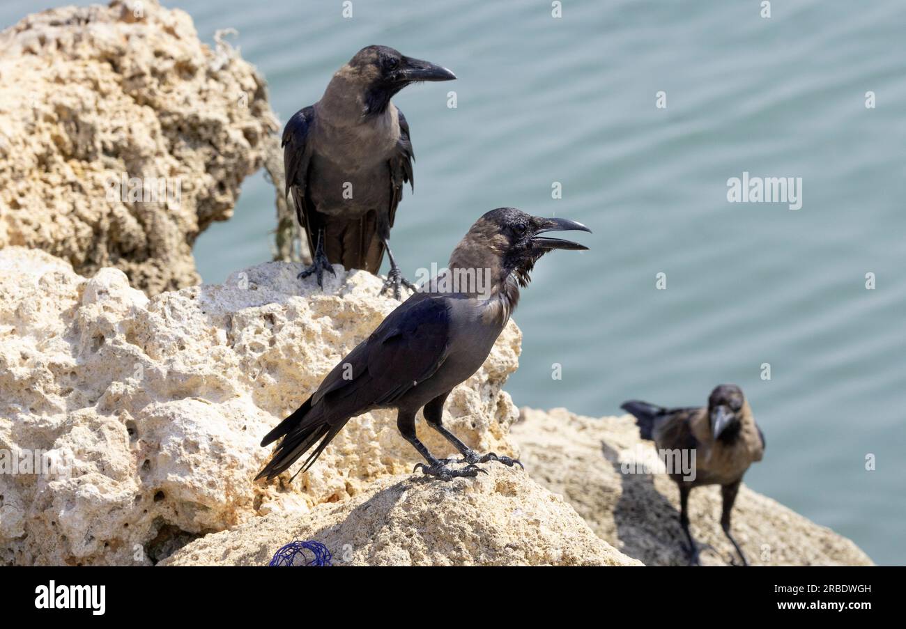 Secondary pest hi-res stock photography and images - Alamy