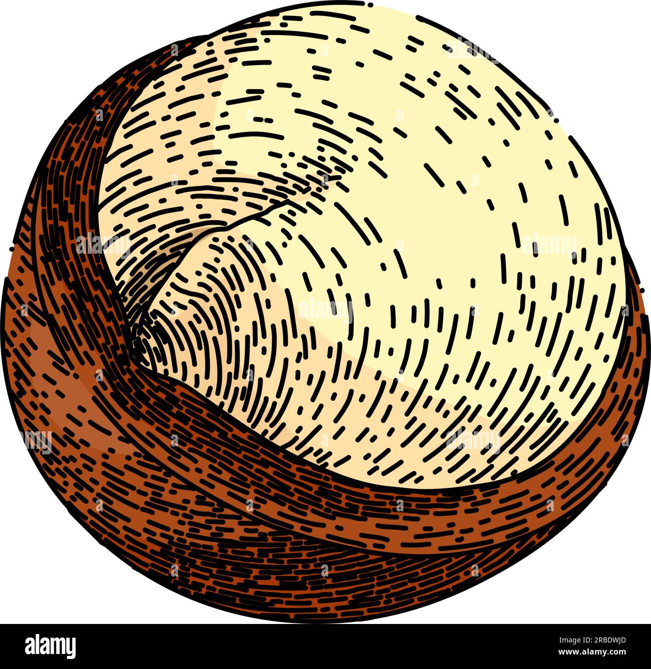 macadamia nut food hand drawn. oil leaf, raw top, view queensland ...